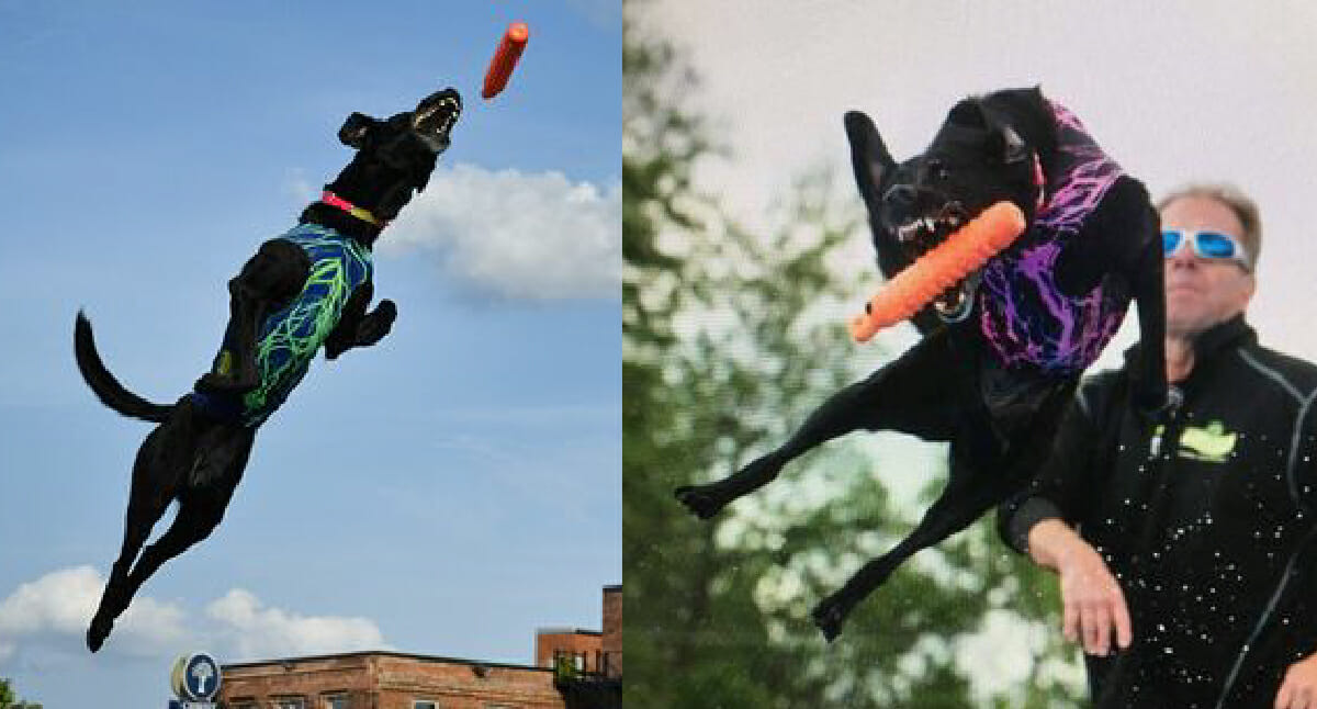 Dock Diving Tips From Storie & The McKnights | Earthborn Holistic Pet Food
