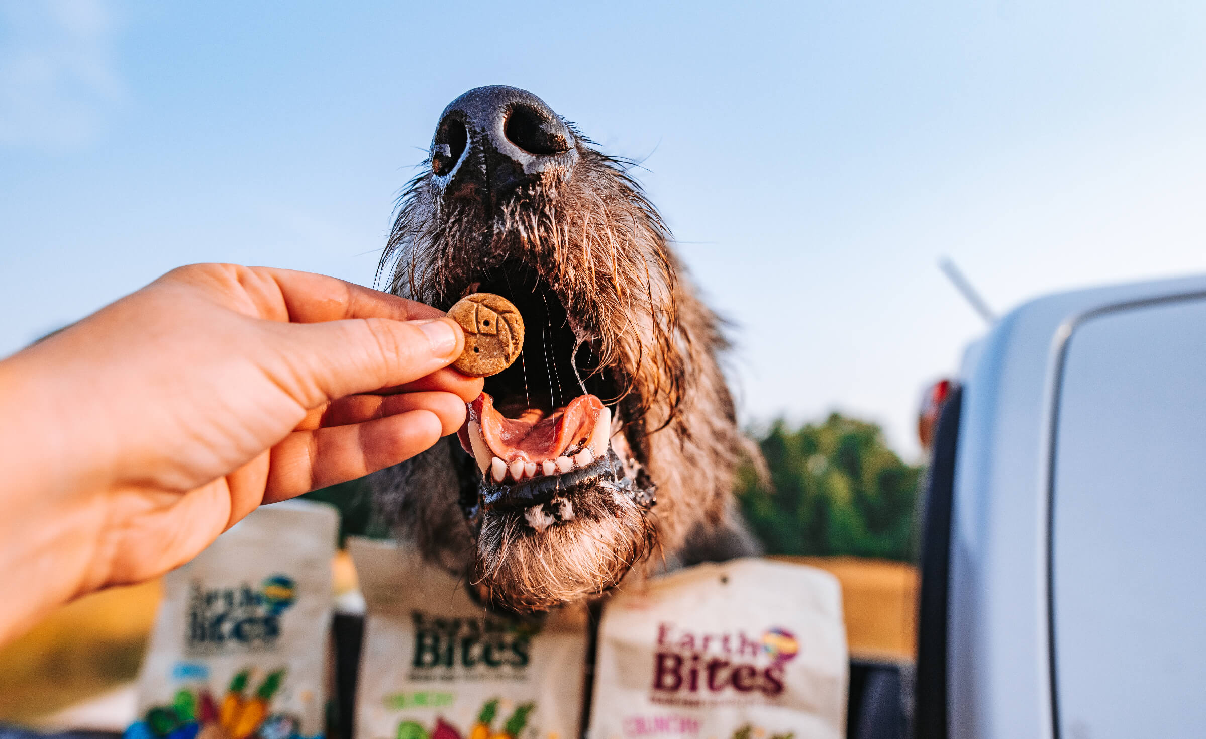 Low Calorie Dog Treats to Help with Weight Loss | Earthborn Holistic ...