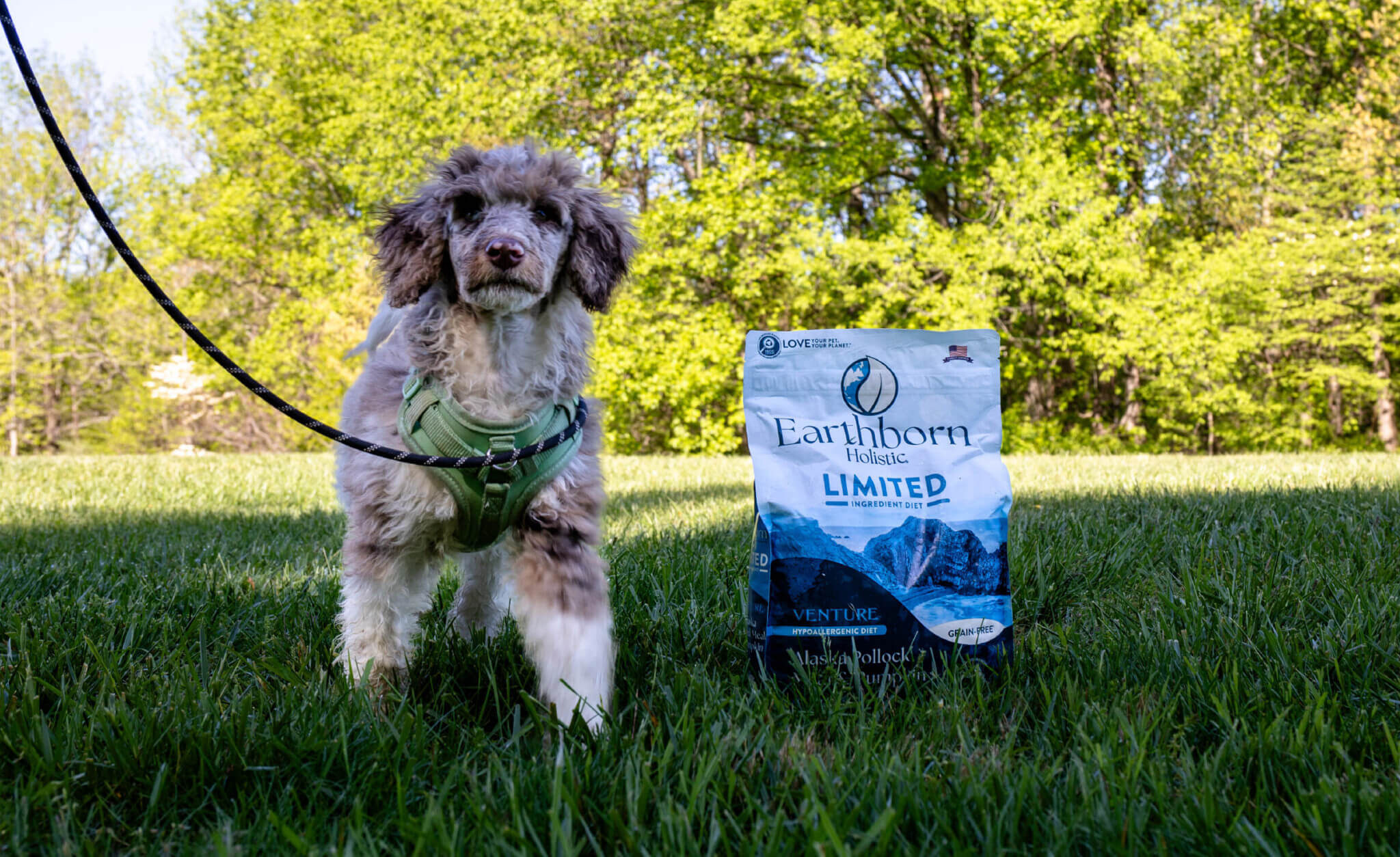 The Best Puppy Food for Your Growing Dog | Earthborn Holistic Pet Food