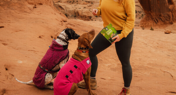 A Guide to Glucosamine and Chondroitin for Dogs | Earthborn Holistic ...