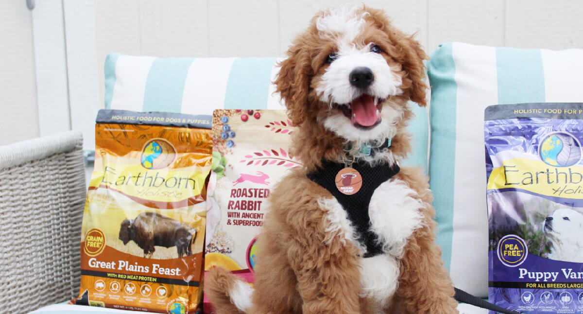 Top Tips for Transitioning Food for Puppies Easily | Earthborn Holistic ...