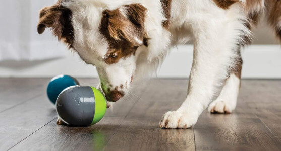 The Ultimate Guide to Interactive Dog Toys - Earthborn Holistic Pet Food