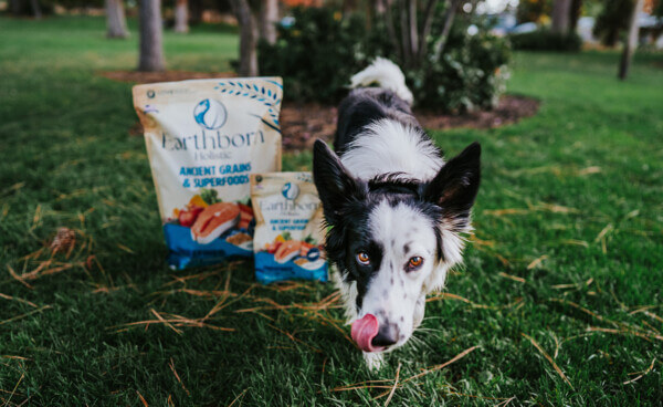 Dietary Fiber for Dogs: What You Need to Know - Earthborn Holistic Pet Food