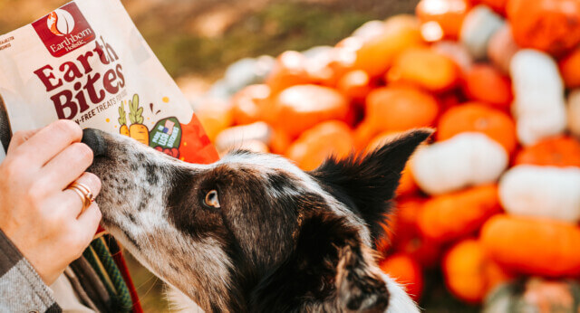 Dietary Fiber for Dogs: What You Need to Know - Earthborn Holistic Pet Food