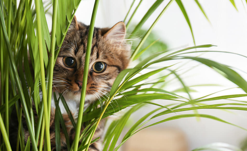 A Pet Parent's Guide to Plants Toxic to Cats - Earthborn Holistic Pet Food