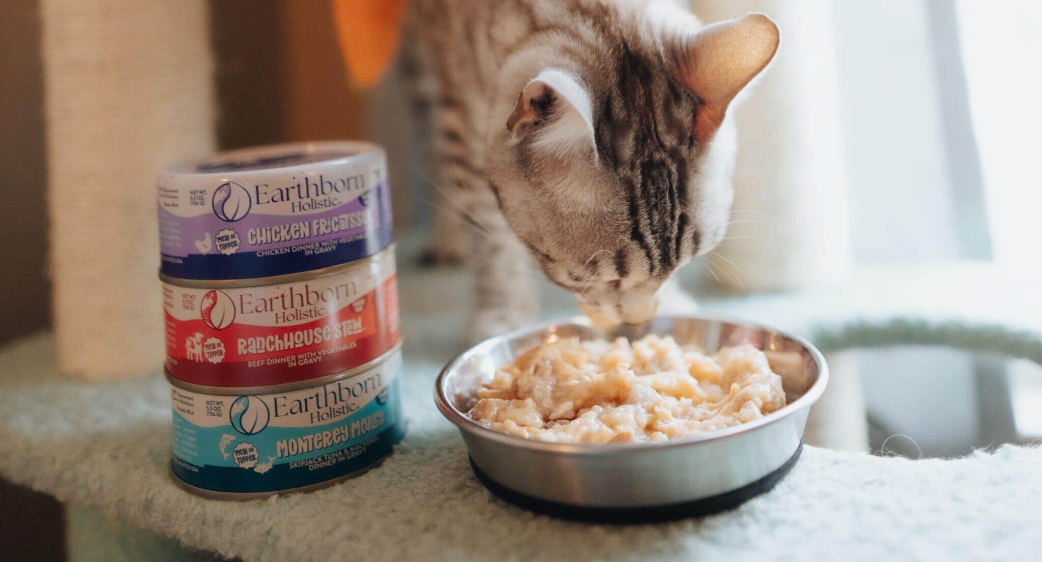 Understanding and Managing Cat Food Allergies: Symptoms, Causes, and ...