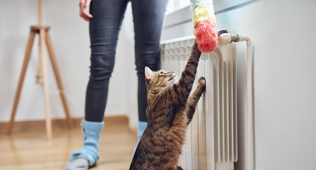 Understanding and Managing Cat Food Allergies: Symptoms, Causes, and ...