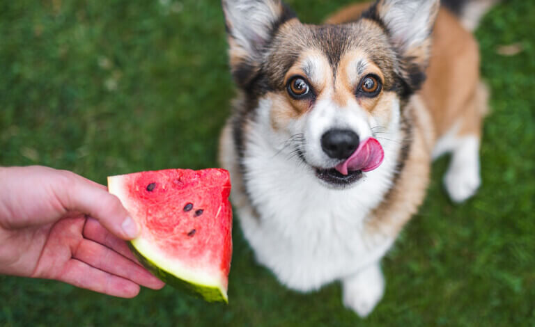 Summer Food Guide: Can Dogs Eat Watermelon? - Earthborn Holistic Pet Food