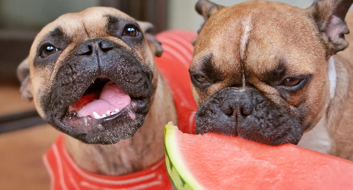 Summer Food Guide: Can Dogs Eat Watermelon? - Earthborn Holistic Pet Food