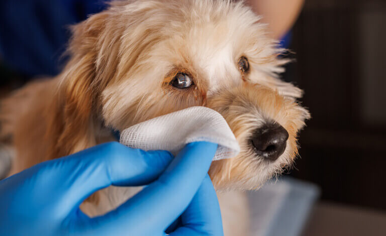 Why Are My Dog's Eyes Red? Common Causes and Treatments - Earthborn ...