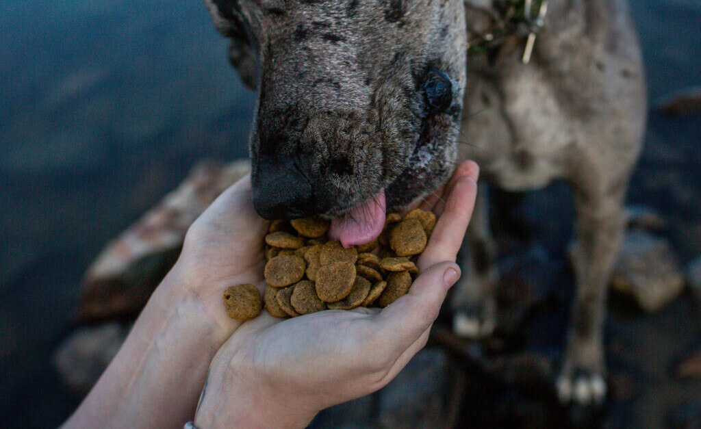 How Long Does It Take for a Dog to Digest Food? - Earthborn Holistic ...