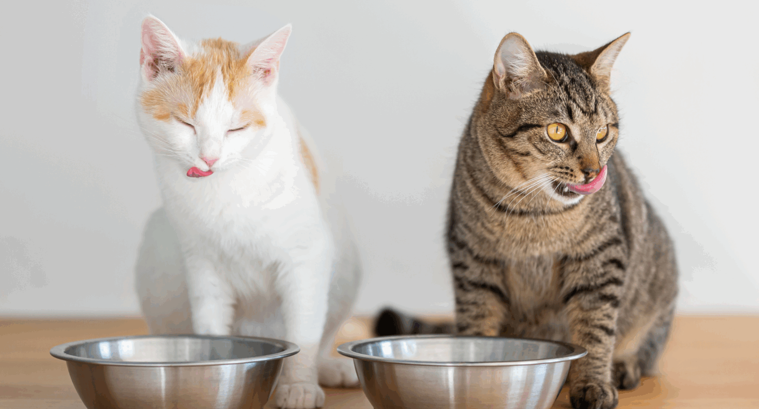 Can Cats Eat Bacon? What Pet Parents Need to Know About This Salty ...