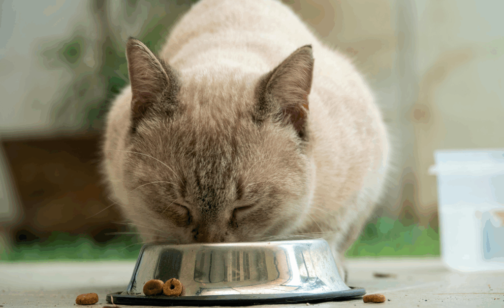 Can Cats Eat Chocolate? Avoid These Hidden Dangers - Earthborn Holistic ...