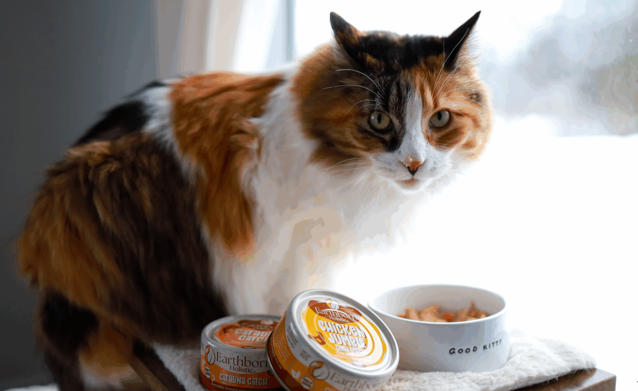 Is Tuna Good for Cats? The Pros and Cons Explained - Earthborn Holistic ...